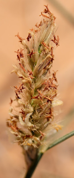 Grass - Poaceae; Arabic name: sabth, haad, makhadir | Project Noah