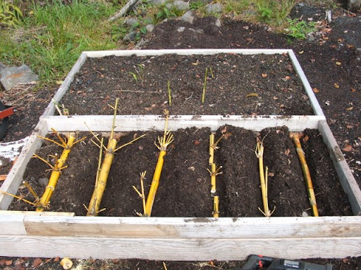 Moon Over Hawaii 2: Bamboo Propagation