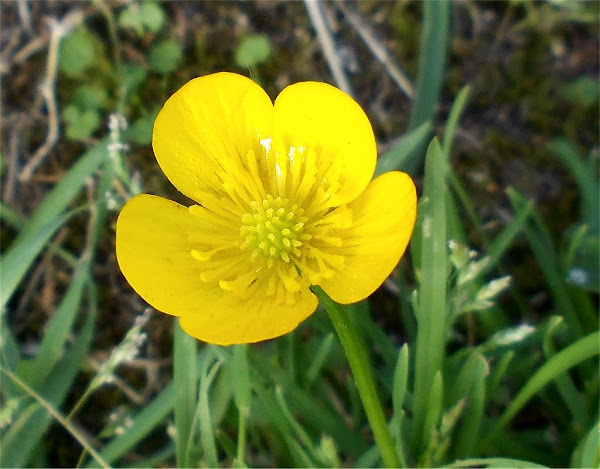 Creeping Buttercup | Project Noah