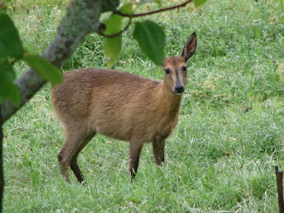 Common Duiker | Project Noah