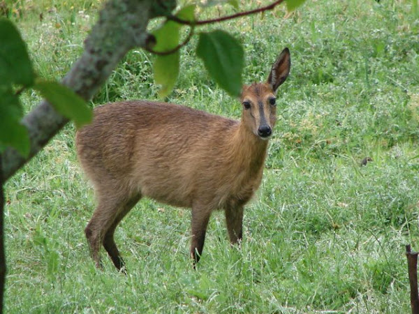Common Duiker | Project Noah