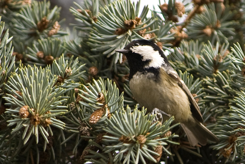 Păsări din Moldova: Încă un oaspete de iarnă — scatiul