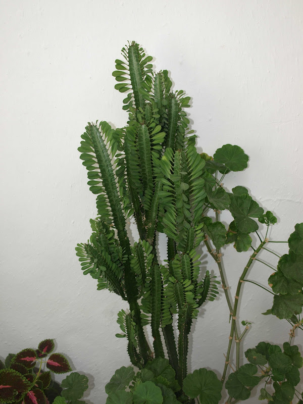 Cactus con hojas