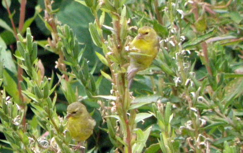 Two little Love Birds sitting in a Tree, K-I-S-S-I-N-G... | US Message ...