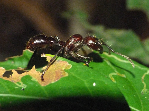 Ponerinae ants | Project Noah