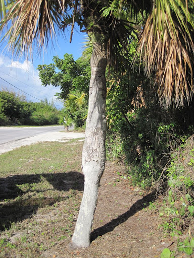 My Abaco mystery - DISCUSSING PALM TREES WORLDWIDE - PalmTalk