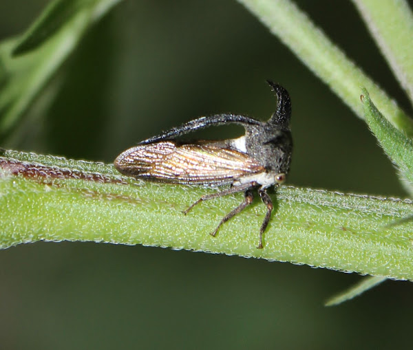 Horned Treehopper | Project Noah