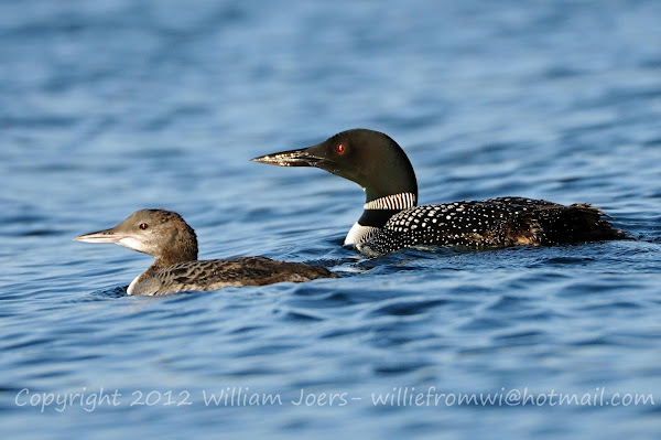 Great Northern Loon | Project Noah