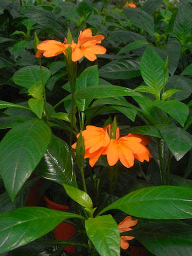 Singapore Plants Lover: Today’s flowers: firecracker flower