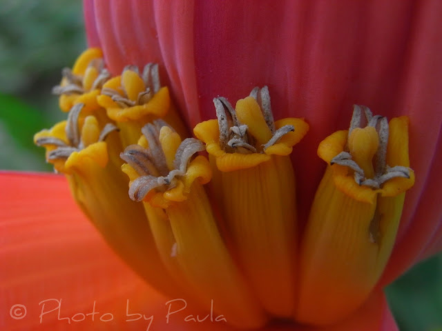 Singapore Plants Lover: ABC Wednesday-M for musa ornamental