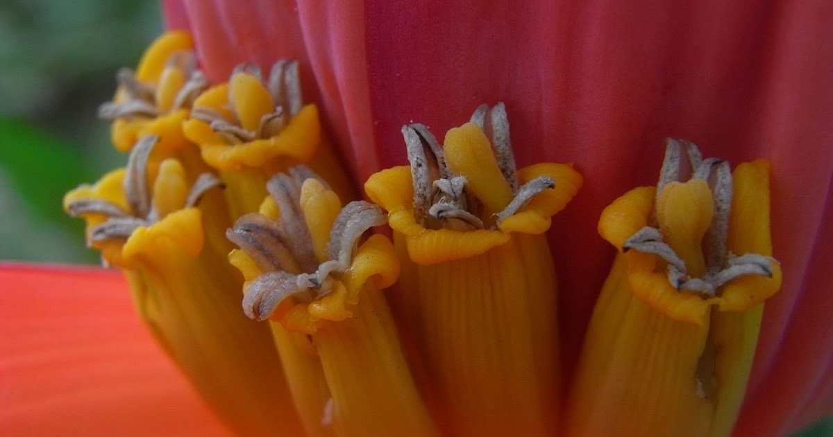 Singapore Plants Lover: ABC Wednesday-M for musa ornamental