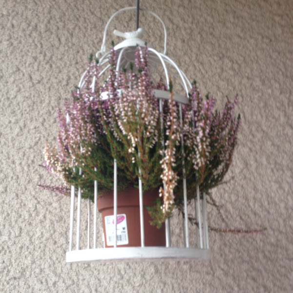 Common heather | Project Noah