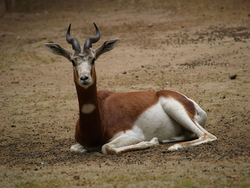 Zoos del Mundo - Gacelas (Gazella spp.) - Fotografia