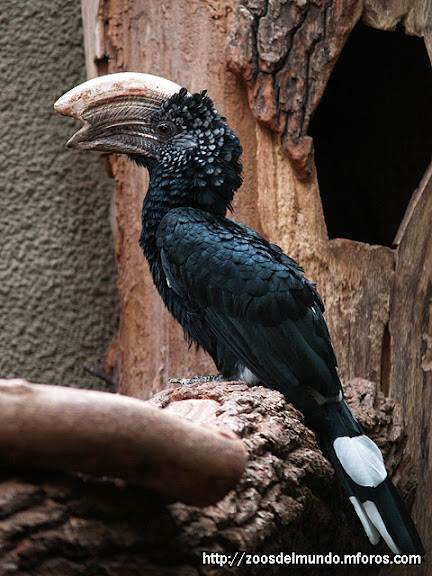 Zoos del Mundo - Cálaos (Bucerotidae) - Fotografia