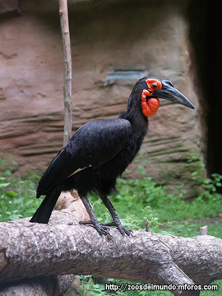 Zoos del Mundo - Cálaos (Bucerotidae) - Fotografia
