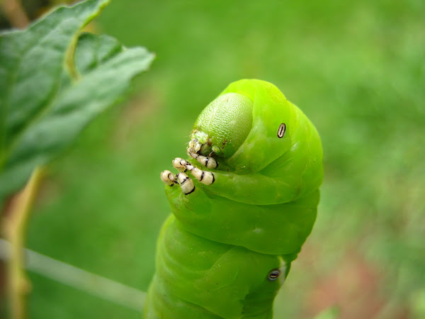 Tobacco hornworm | Project Noah