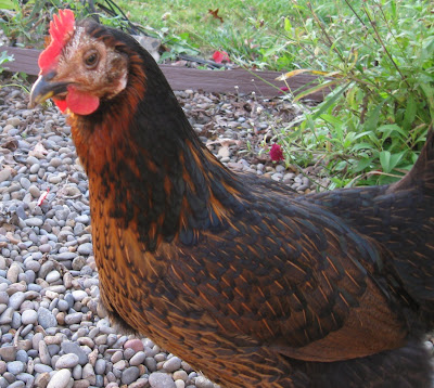 Swollen pale face hen | BackYard Chickens - Learn How to Raise Chickens
