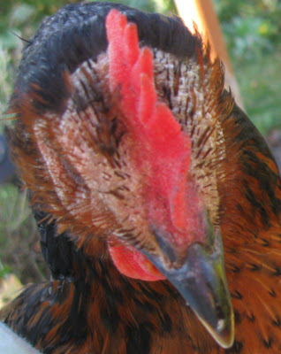 Swollen pale face hen | BackYard Chickens - Learn How to Raise Chickens