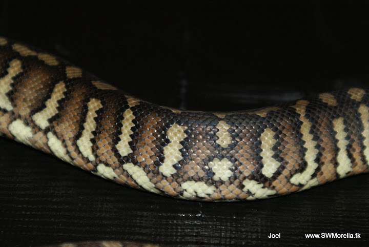 Female And Male Bredli Pythons (morelia Bredli) | Reptile Forums