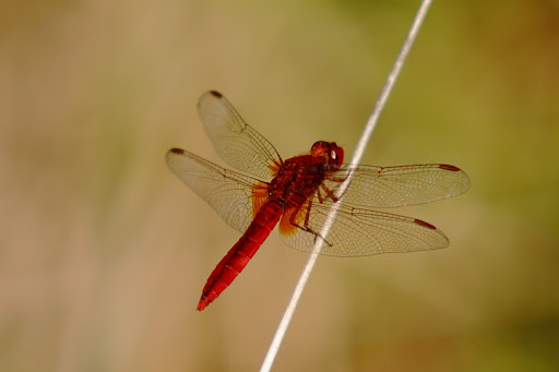 Libellula rossa
