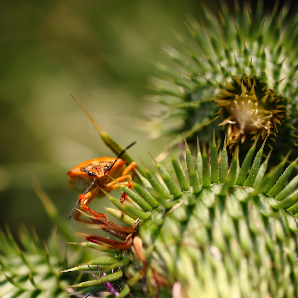 Orange Shield Bug | Project Noah
