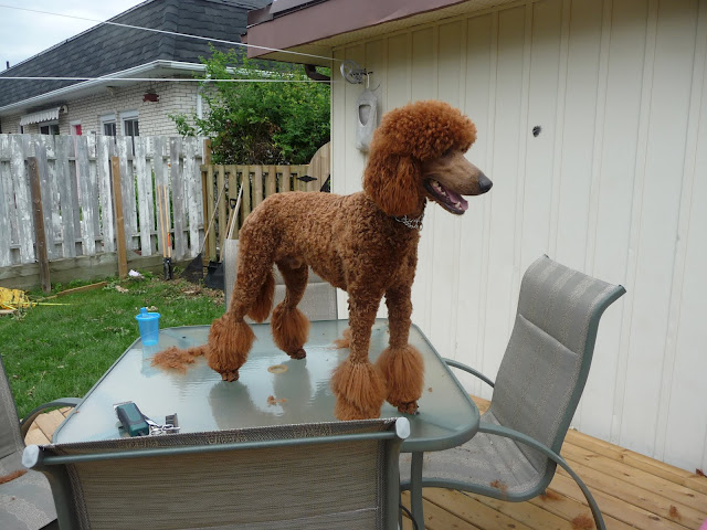 Rogan in a (modified) Miami ... open to your critique | Poodle Forum