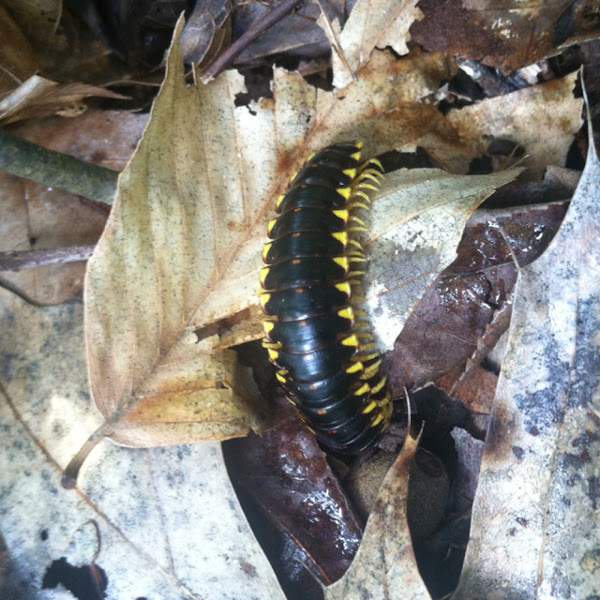 Millipede | Project Noah