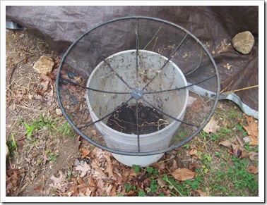 Keen Inspirations: Not Miss Bell’s Sweet Tea…