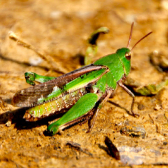 Green-striped Grasshopper | Project Noah