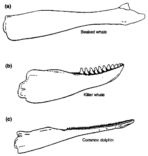 types of teeth in mammals