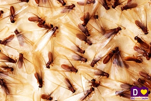 ALELUIAS, ALIÁSES E ARARÁS - dcoracao.com - blog de decoração e ...