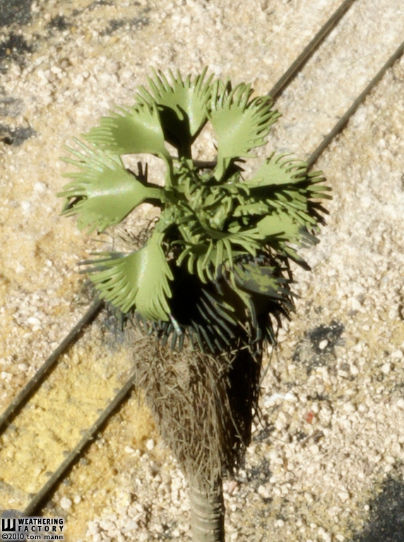 z scale palm trees - HO and Larger Scales - TheRailwire