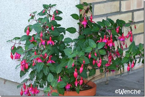 'Beacon' | Wenches Fuchsia