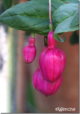 'Rohees New Millenium' | Wenches Fuchsia