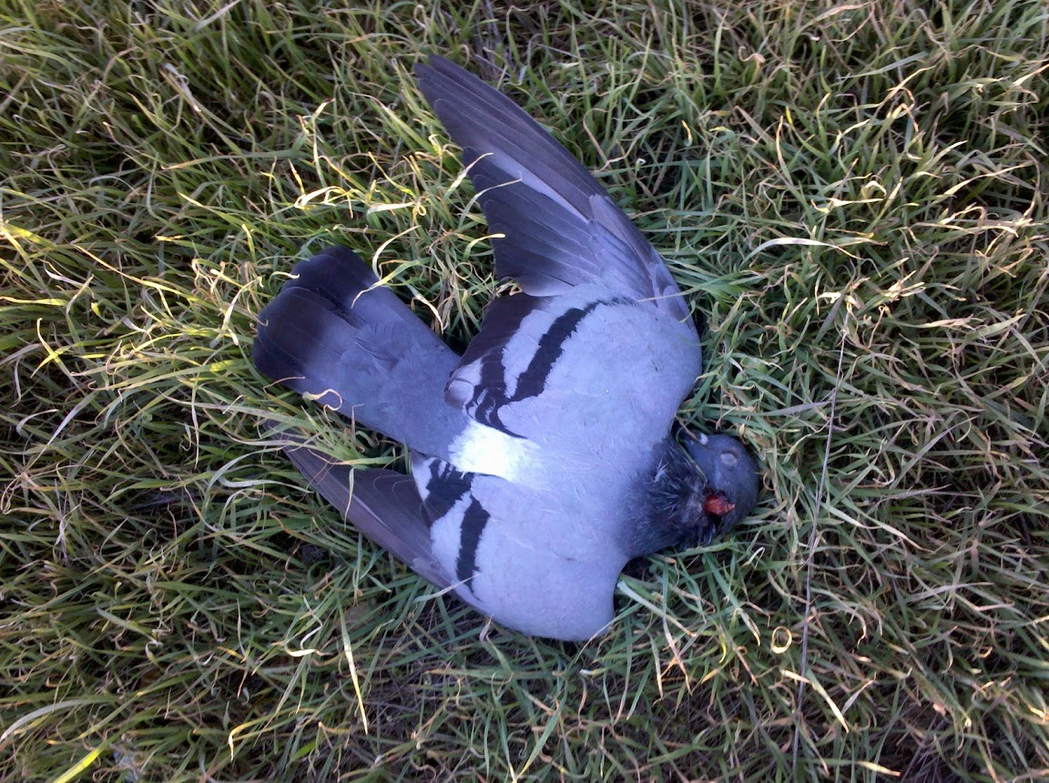 Pigeons falling from sky | Page 3 | Pigeon-Talk