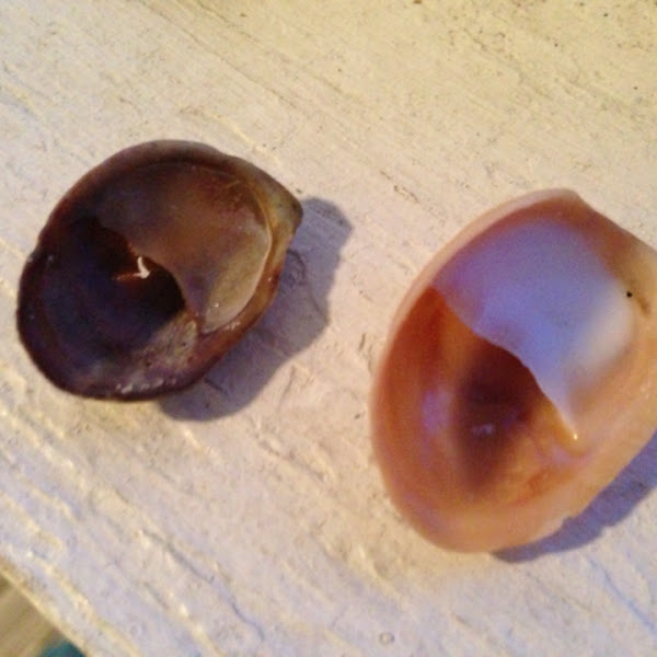 Atlantic Slipper Shell | Project Noah