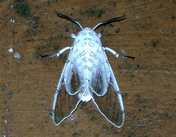 Leopard moth | Project Noah