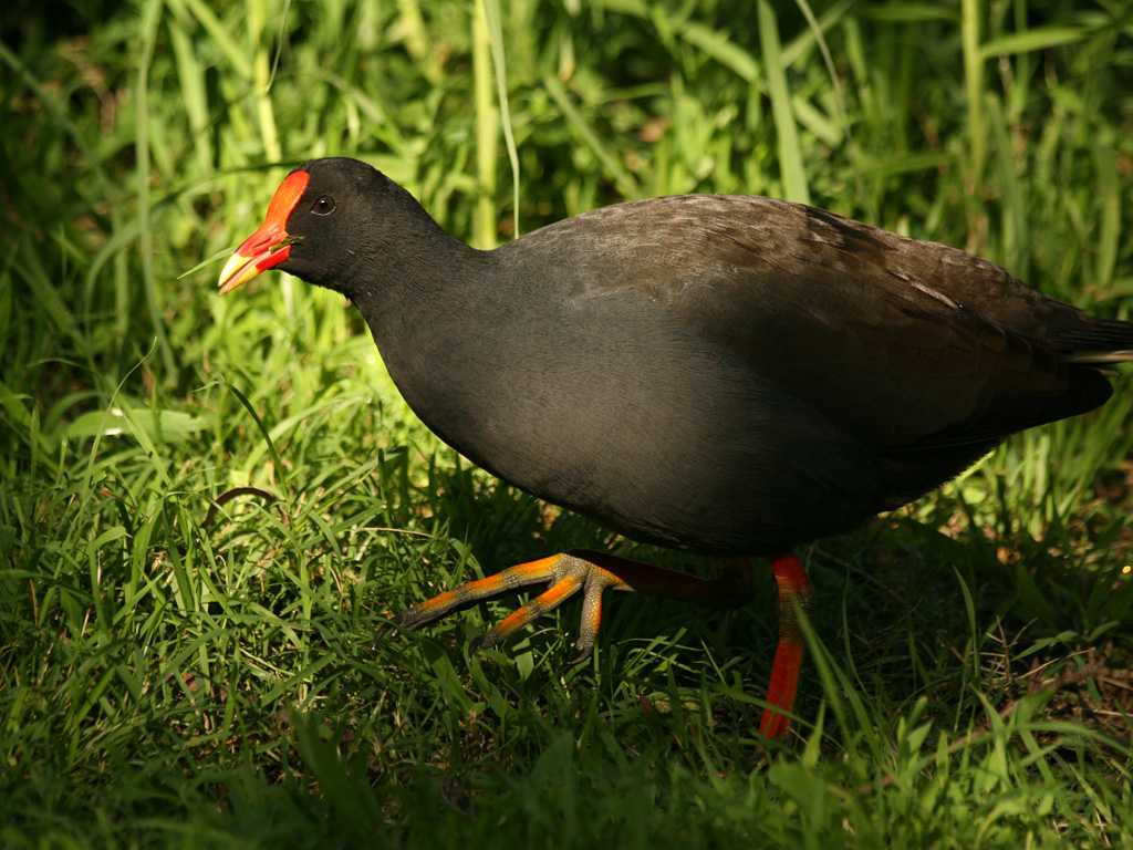 | Portraits of Australian Animals | Tilcheff | bloG |: Dusky Moorhen