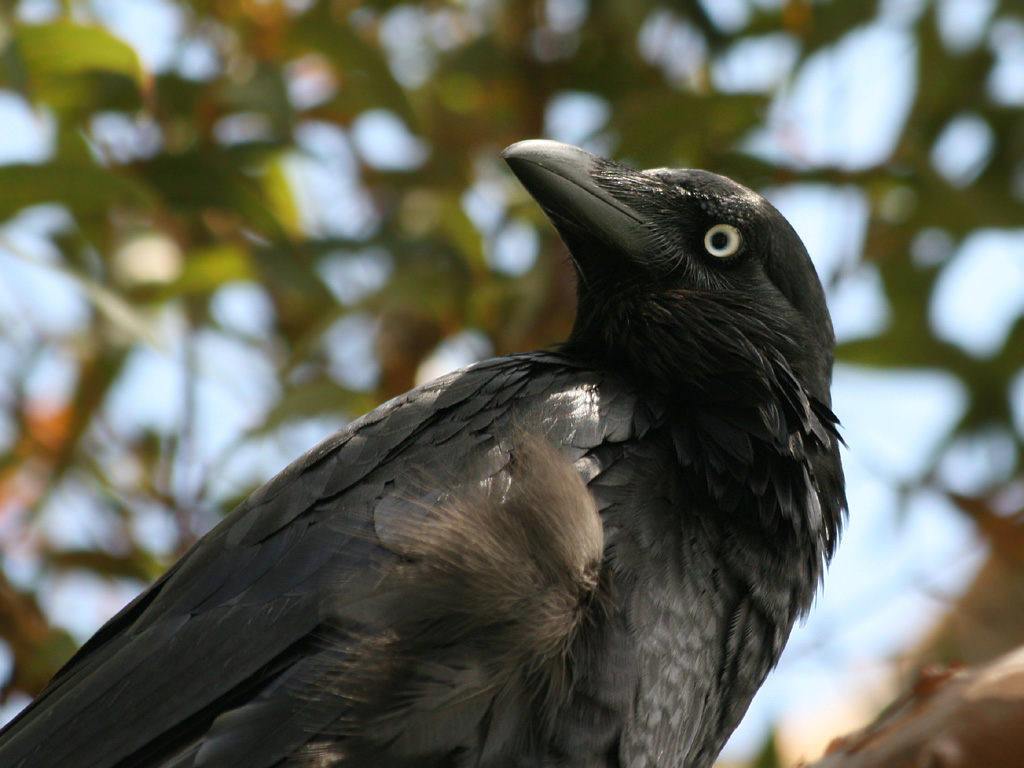 | Portraits of Australian Animals | Tilcheff | bloG |: Australian Raven