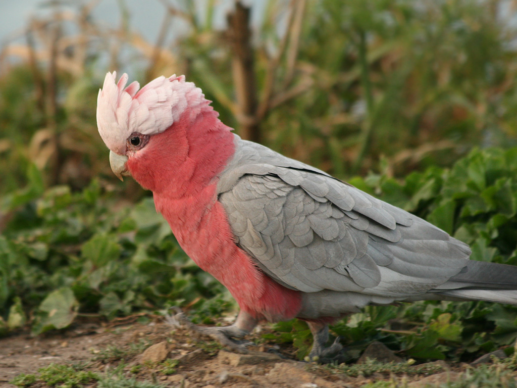 | Portraits of Australian Animals | Tilcheff | bloG |: Cockatoos