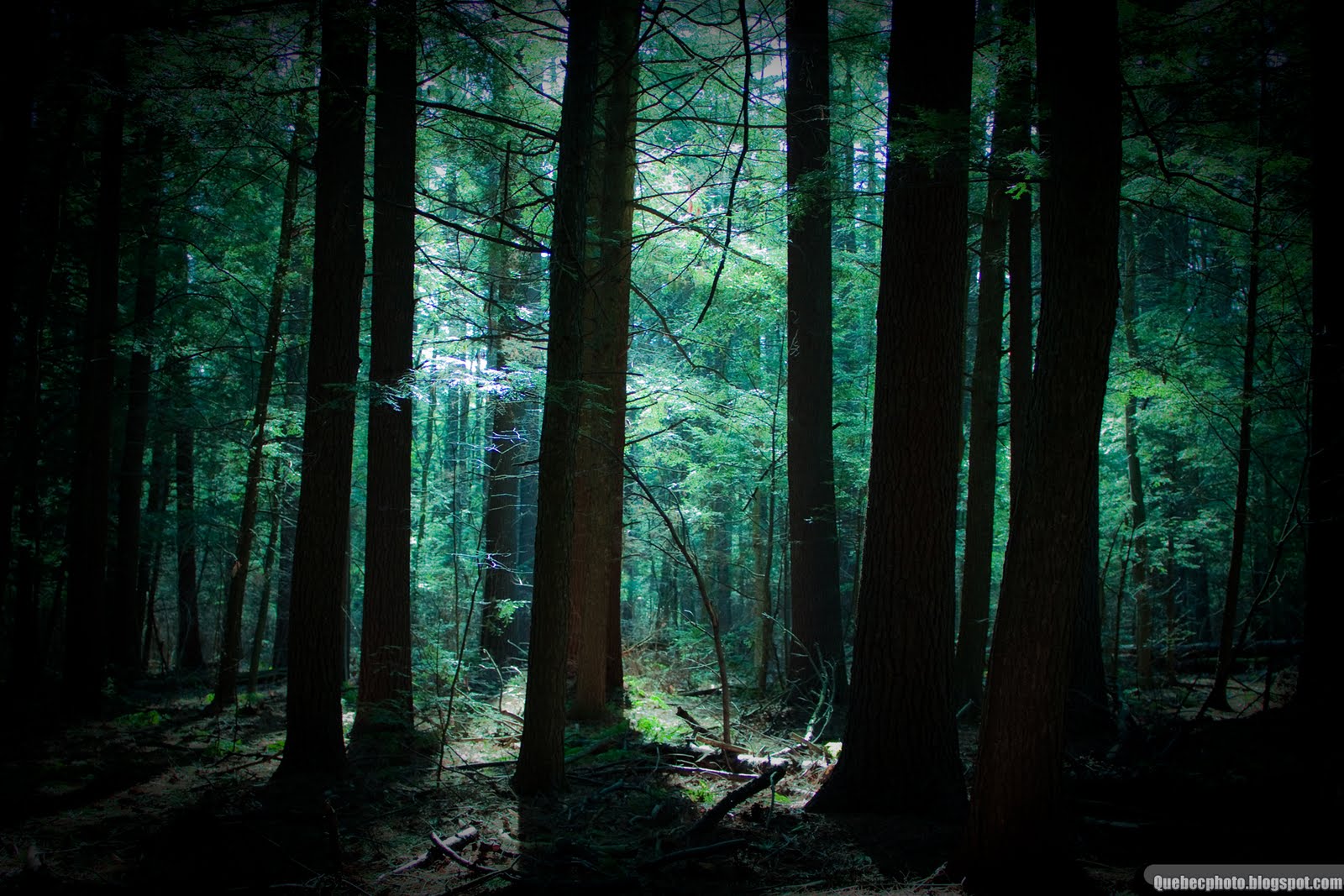 Foret Obscure (FOND D'ÉCRAN) | Québec Photo - Photo blog Fonds d'écran ...