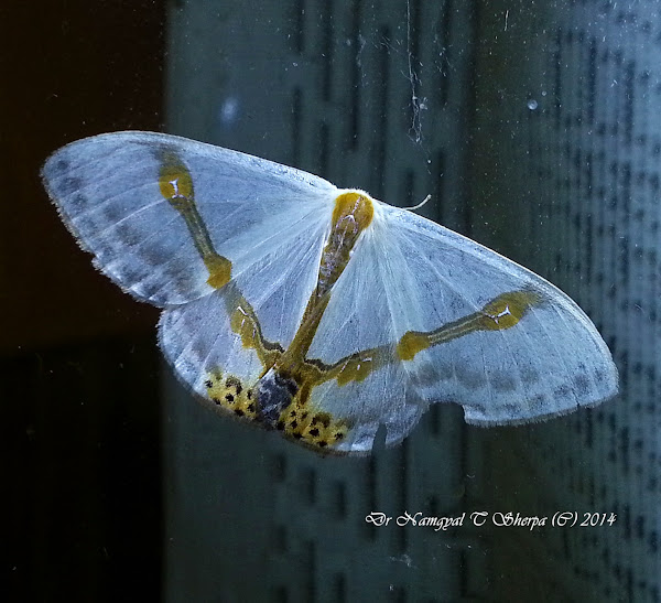 Small Bird-Dropping Hooktip | Project Noah