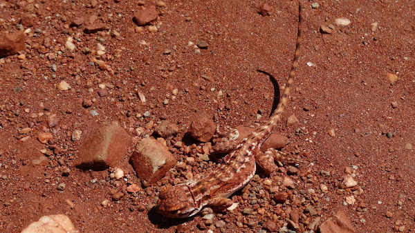 Western Netted Dragon | Project Noah