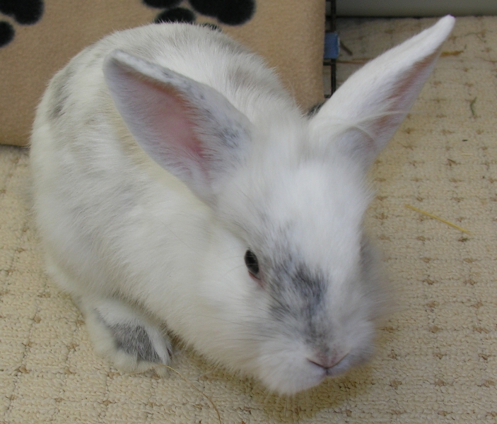 Available Rescue: - Cinnamon, Nutmeg, Saffron and Pepper - 4 month old ...