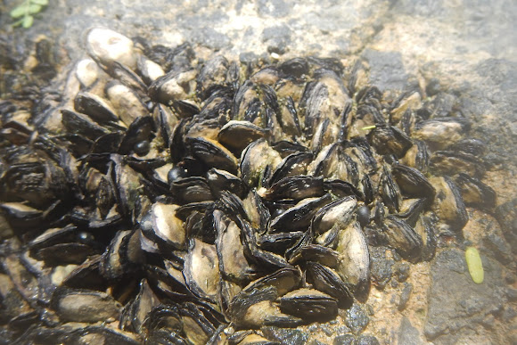 Hawaiian Mussel | Project Noah