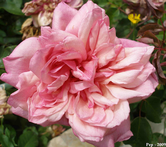 Días de rosas: El otoño pone contentas a las rosas de té (I):Beauté ...