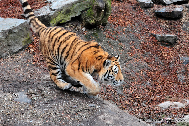 Copenhagen Clicks: Jumping tiger cub