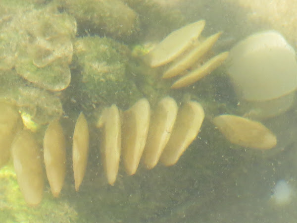 Crown conch egg cases | Project Noah