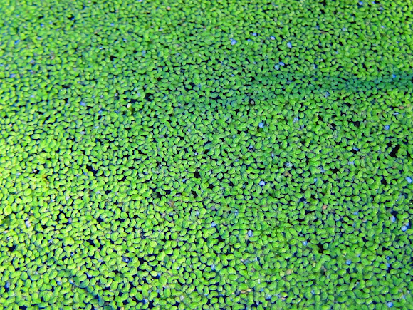 Duckweed | Project Noah