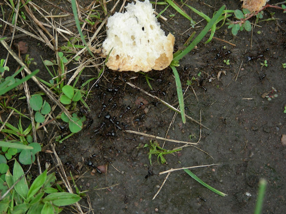 Driver ants | Project Noah